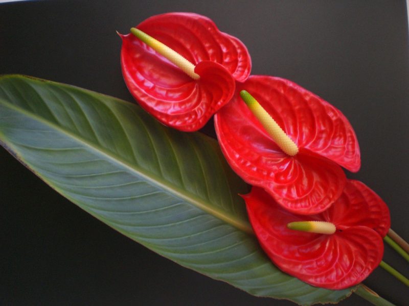 Anthurium - Edifica
