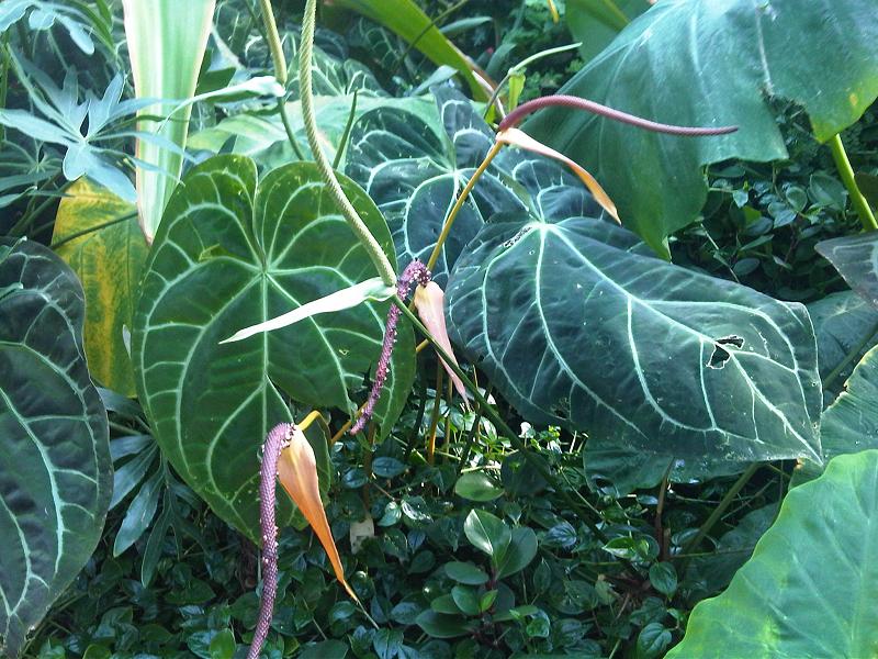 Anthurium - Edifica