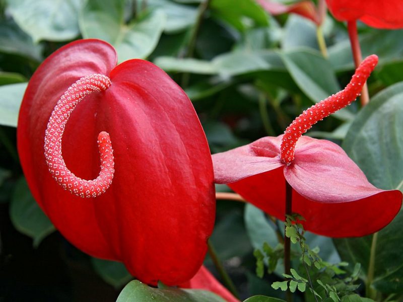 Anthurium - Edifica