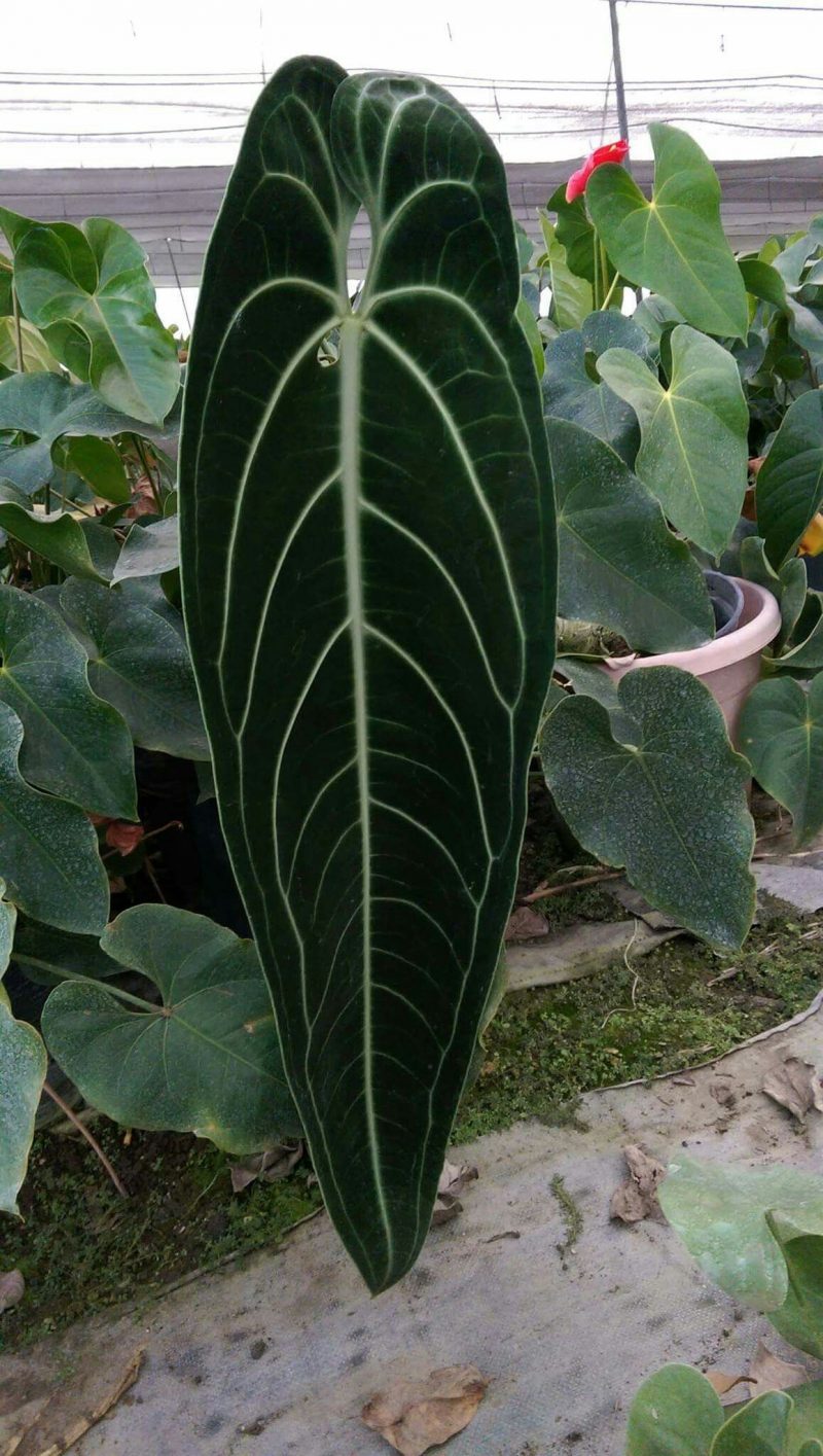 Anthurium - Edifica