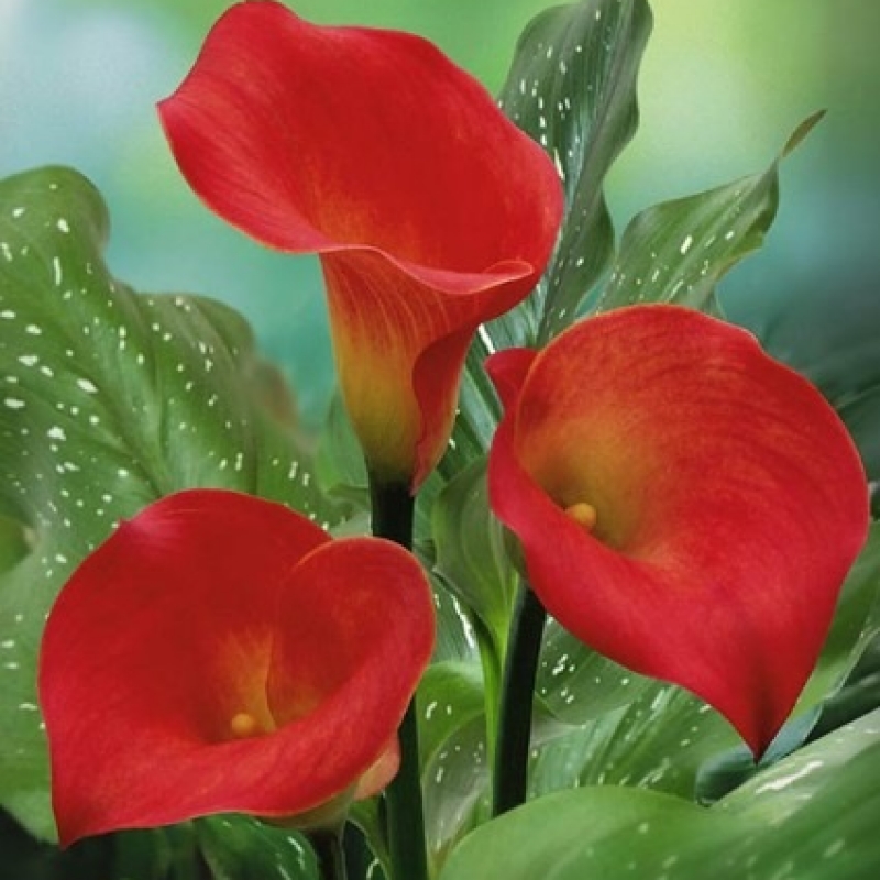 Anthurium - Edifica