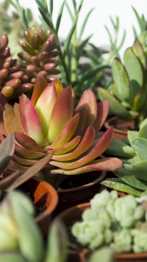 Tot ce ar trebui să ştiţi despre plantele suculente - Edifica