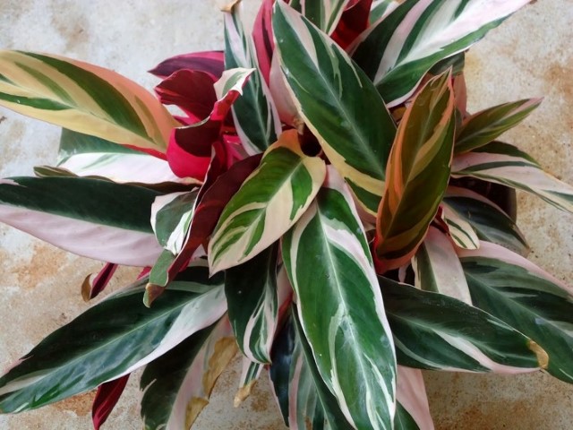 Plante cu frunze pestriţe - Edifica