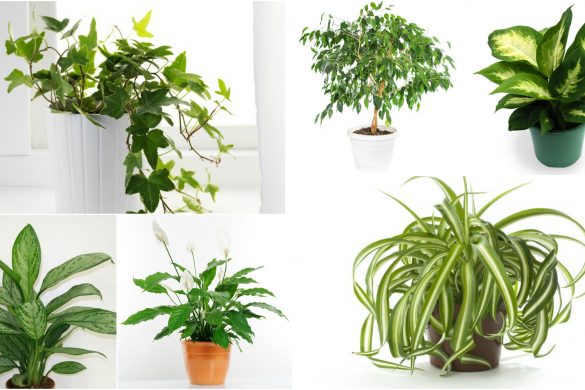 Plante cu frunze pestriţe - Edifica