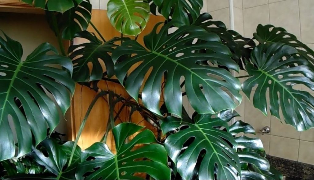 12 plante de interior ce pot fi întreținute ușor - Edifica