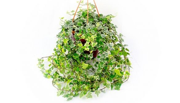Iedera de ghiveci - planta norocoasă - Edifica