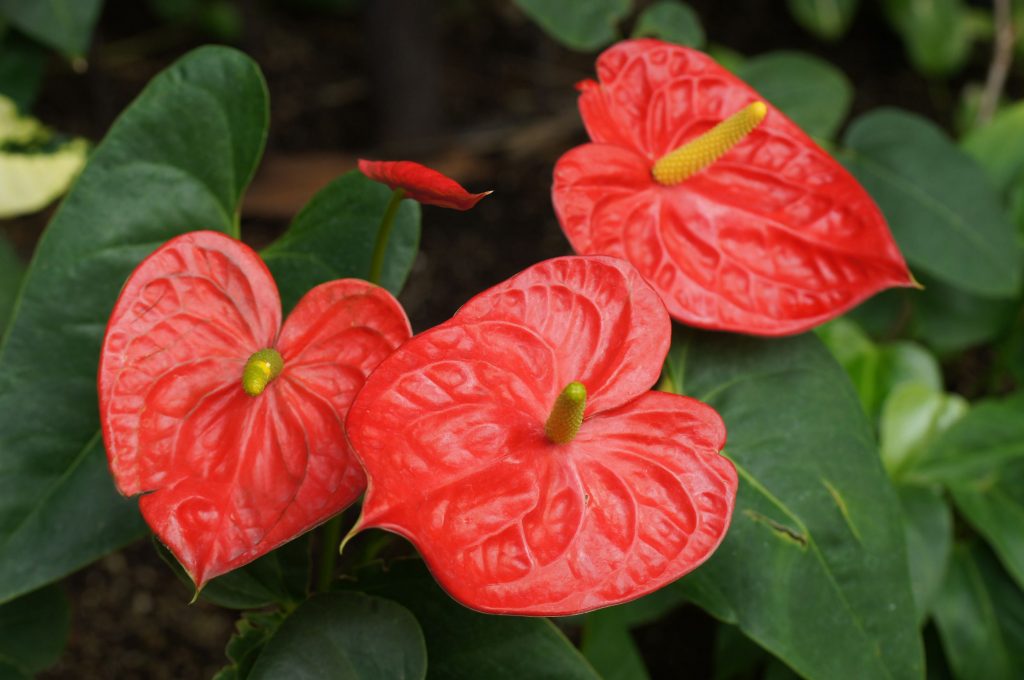 Anthurium - Edifica