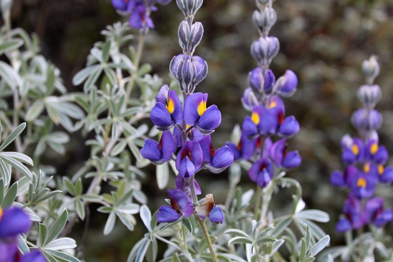 Lupinus mutabilis - Edifica