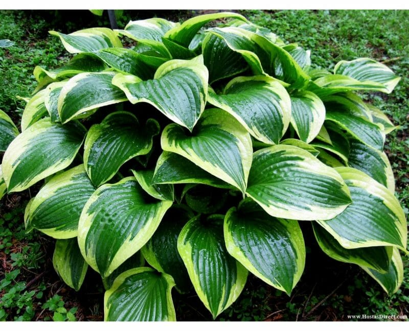Hosta - Edifica